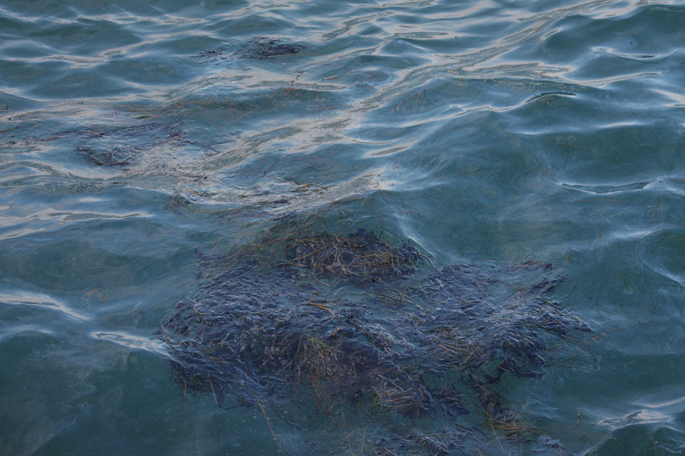 Forca Detare operacion antindotje në Zvërnec